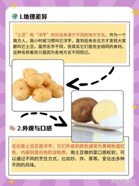 洋芋是土豆吗_区别与营养价值-第2张图片-山城妙识