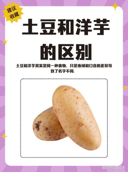 洋芋是土豆吗_区别与营养价值-第1张图片-山城妙识