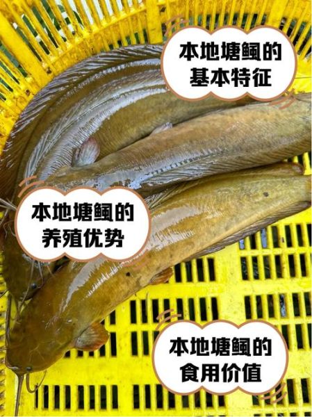 塘鲺怎么读音_塘鲺是什么鱼-第1张图片-山城妙识