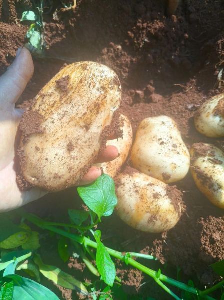 洋芋是土豆吗_区别与营养价值-第3张图片-山城妙识