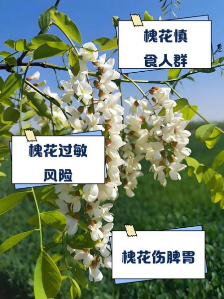 槐花什么人不能吃_槐花食用禁忌有哪些-第1张图片-山城妙识