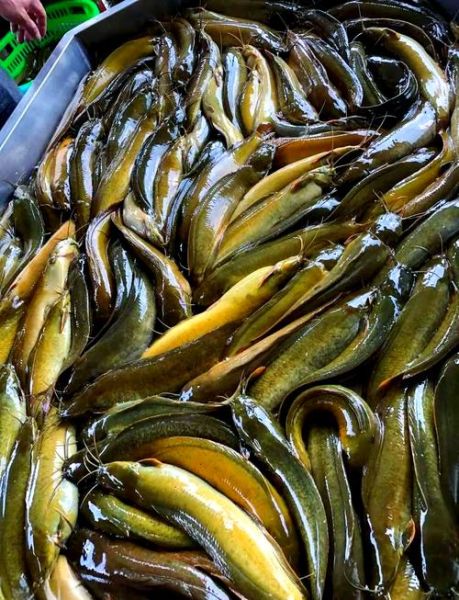 塘鲺怎么读音_塘鲺是什么鱼-第2张图片-山城妙识