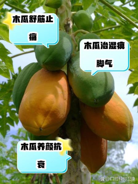 北方树上木瓜能吃吗_北方木瓜怎么保存-第1张图片-山城妙识