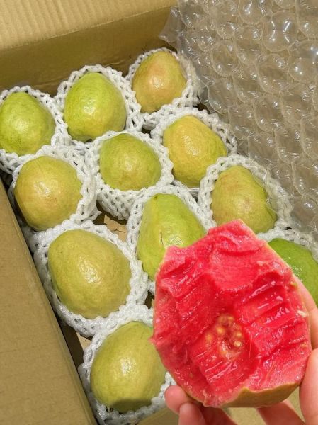 番石榴上火吗_番石榴吃多了会上火吗-第3张图片-山城妙识 番石榴上火吗_番石榴吃多了会上火吗-第3张图片-山城妙识