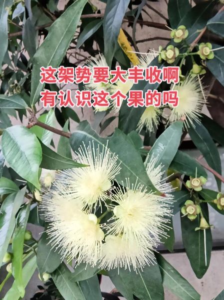 海南蒲桃怎么吃_海南蒲桃功效与作用-第1张图片-山城妙识