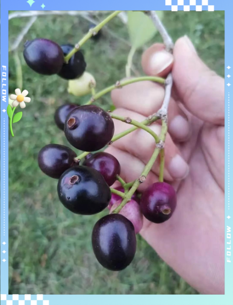 海南蒲桃怎么吃_海南蒲桃功效与作用-第3张图片-山城妙识