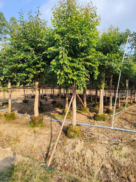 海南蒲桃怎么吃_海南蒲桃功效与作用-第2张图片-山城妙识