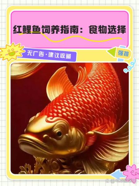 红鲤鱼怎么养_红鲤鱼吃什么最好-第1张图片-山城妙识 红鲤鱼怎么养_红鲤鱼吃什么最好-第1张图片-山城妙识