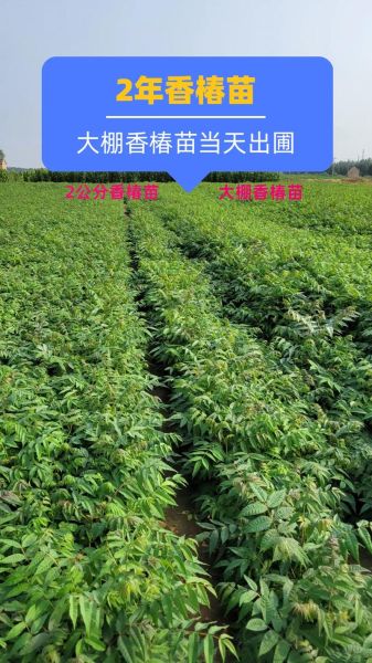 香椿苗怎么种_香椿苗种植技术-第1张图片-山城妙识