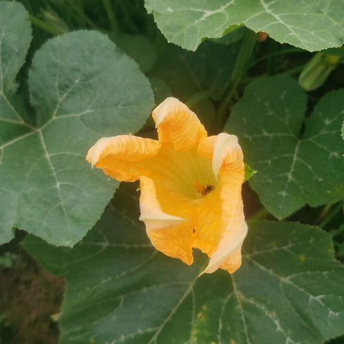 南瓜和方瓜是一个东西吗_区别与联系全解析-第1张图片-山城妙识 南瓜和方瓜是一个东西吗_区别与联系全解析-第1张图片-山城妙识