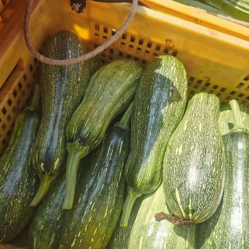 南瓜和方瓜是一个东西吗_区别与联系全解析-第2张图片-山城妙识 南瓜和方瓜是一个东西吗_区别与联系全解析-第2张图片-山城妙识