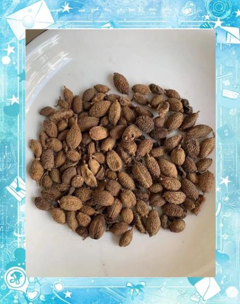 砂仁长什么样_砂仁高清图片怎么辨别真假-第2张图片-山城妙识