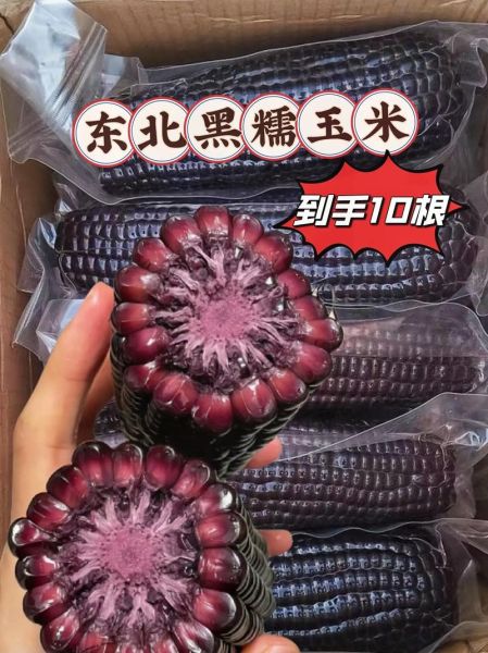 黑玉米骗局是真的吗_如何辨别黑玉米真假-第2张图片-山城妙识 黑玉米骗局是真的吗_如何辨别黑玉米真假-第2张图片-山城妙识