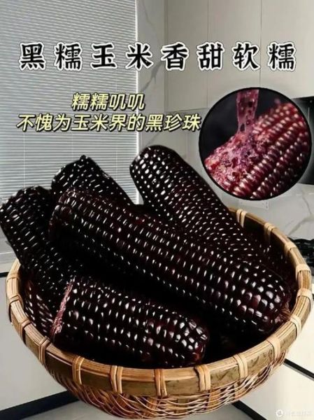 黑玉米骗局是真的吗_如何辨别黑玉米真假-第1张图片-山城妙识 黑玉米骗局是真的吗_如何辨别黑玉米真假-第1张图片-山城妙识