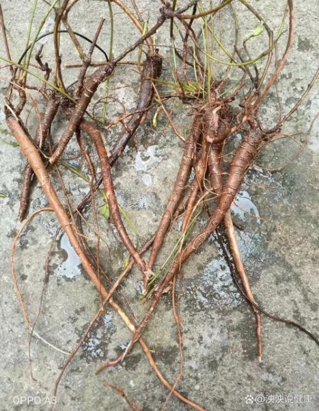 千斤拔的功效与作用_千斤拔怎么吃效果最好-第3张图片-山城妙识