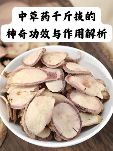 千斤拔的功效与作用_千斤拔怎么吃效果最好-第1张图片-山城妙识