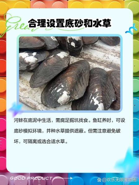 河蚌吃什么_河蚌怎么养-第2张图片-山城妙识 河蚌吃什么_河蚌怎么养-第2张图片-山城妙识