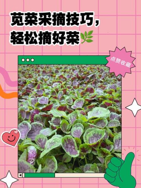 米苋怎么摘菜_米苋摘菜技巧-第1张图片-山城妙识 米苋怎么摘菜_米苋摘菜技巧-第1张图片-山城妙识