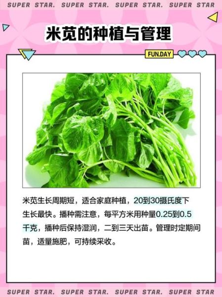 米苋怎么摘菜_米苋摘菜技巧-第2张图片-山城妙识 米苋怎么摘菜_米苋摘菜技巧-第2张图片-山城妙识