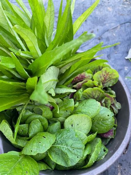 米苋怎么摘菜_米苋摘菜技巧-第3张图片-山城妙识 米苋怎么摘菜_米苋摘菜技巧-第3张图片-山城妙识