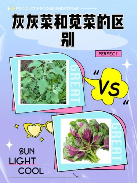 有毒灰菜与灰菜的区别_如何一眼识别-第2张图片-山城妙识 有毒灰菜与灰菜的区别_如何一眼识别-第2张图片-山城妙识