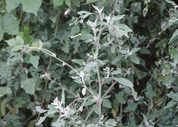 有毒灰菜与灰菜的区别_如何一眼识别-第3张图片-山城妙识 有毒灰菜与灰菜的区别_如何一眼识别-第3张图片-山城妙识