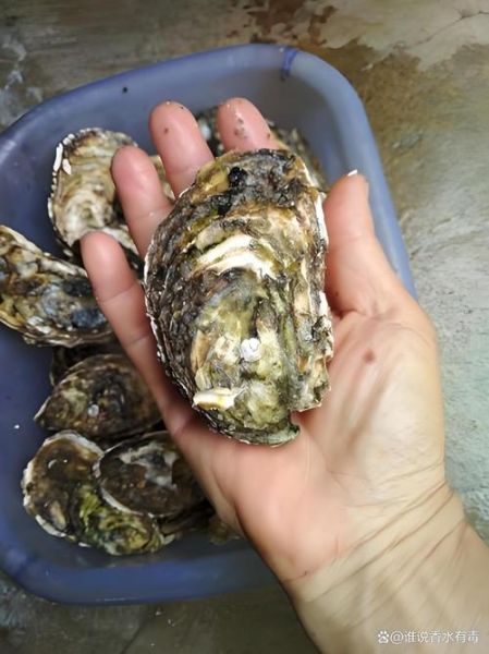 牡蛎是不是生蚝_生蚝和牡蛎的区别-第3张图片-山城妙识