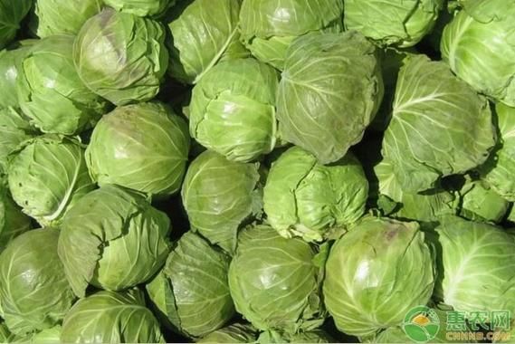 茴子白是什么菜_茴子白和卷心菜的区别-第1张图片-山城妙识