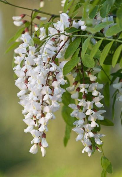 国槐和刺槐的区别_国槐刺槐哪个好-第2张图片-山城妙识 国槐和刺槐的区别_国槐刺槐哪个好-第2张图片-山城妙识