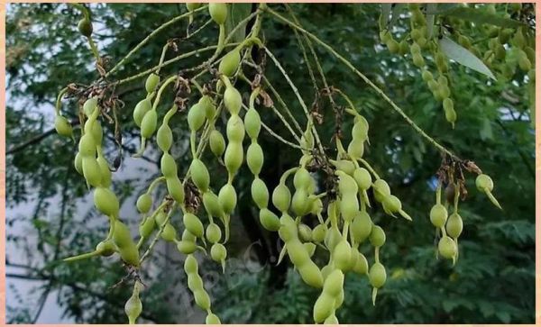 国槐和刺槐的区别_国槐刺槐哪个好-第1张图片-山城妙识 国槐和刺槐的区别_国槐刺槐哪个好-第1张图片-山城妙识