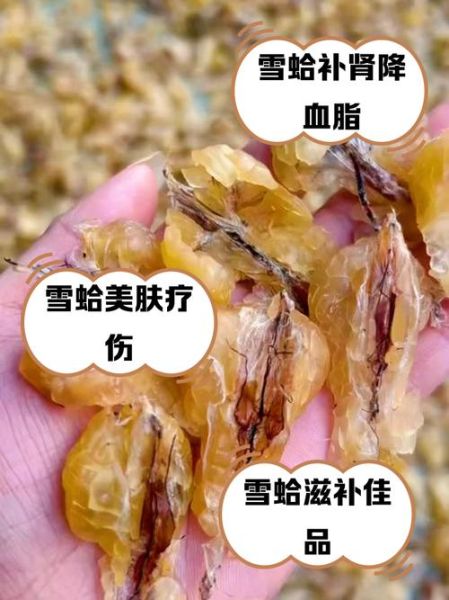 雪蛤的功效与作用_雪蛤适合什么人吃-第1张图片-山城妙识