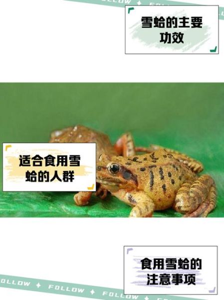 雪蛤的功效与作用_雪蛤适合什么人吃-第3张图片-山城妙识