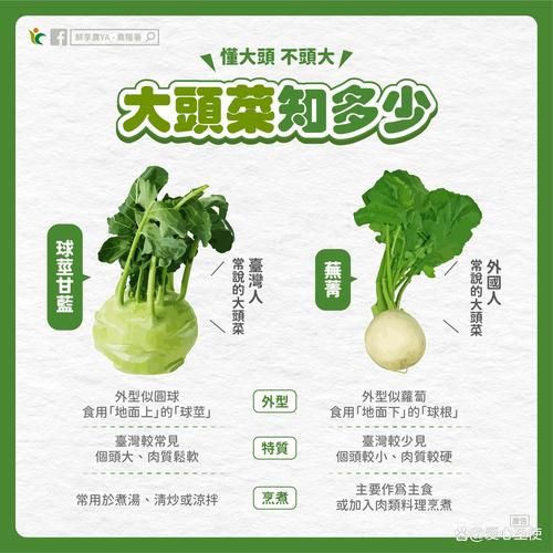 腌大头菜怎么做好吃_大头菜腌制配方-第1张图片-山城妙识