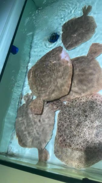 多宝鱼多少钱一斤_多宝鱼图片及价格-第2张图片-山城妙识