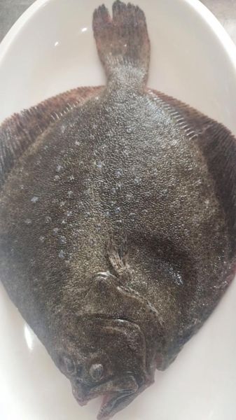 多宝鱼多少钱一斤_多宝鱼图片及价格-第3张图片-山城妙识