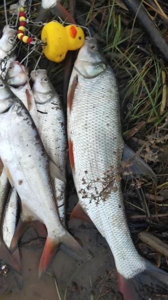 红尾鱼图片大全_红尾鱼怎么养-第3张图片-山城妙识