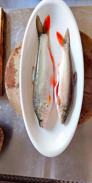 红尾鱼图片大全_红尾鱼怎么养-第2张图片-山城妙识