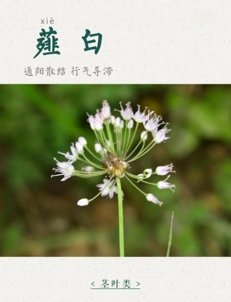 薤白怎么吃最好_薤白最佳吃法-第1张图片-山城妙识