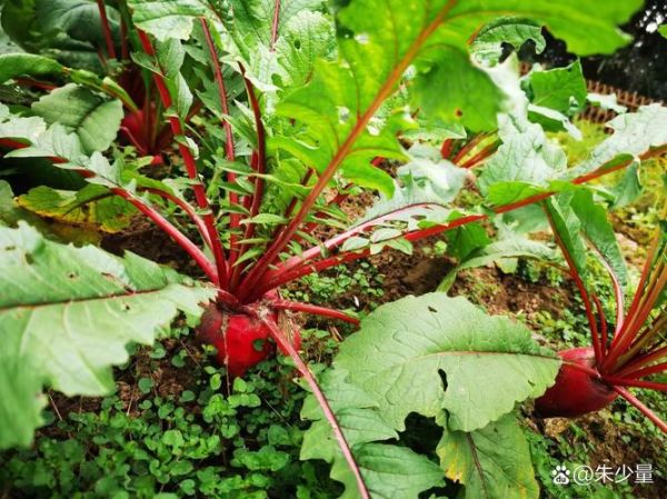 萝卜开会什么梗_萝卜开会梗出处-第2张图片-山城妙识