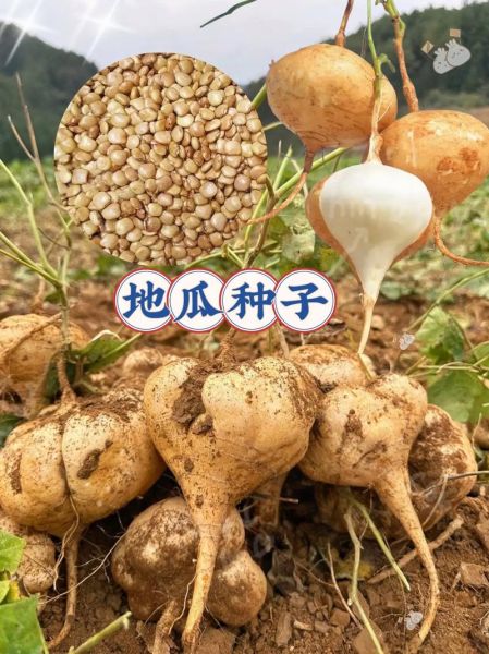 地瓜籽多少钱一斤_地瓜籽价格行情-第1张图片-山城妙识