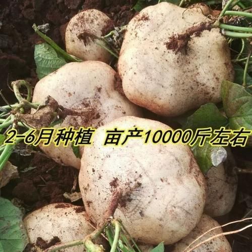 地瓜籽多少钱一斤_地瓜籽价格行情-第3张图片-山城妙识