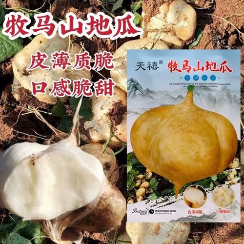 地瓜籽多少钱一斤_地瓜籽价格行情-第2张图片-山城妙识