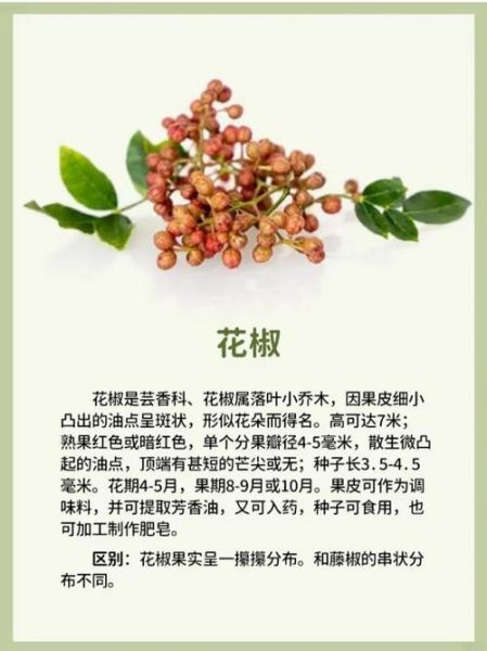 青花椒和红花椒的区别_哪个更麻-第3张图片-山城妙识