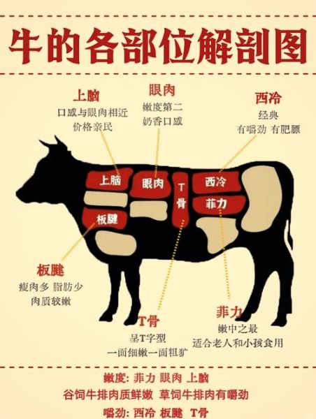 牛排哪个部位最嫩_牛排部位图解怎么选-第1张图片-山城妙识