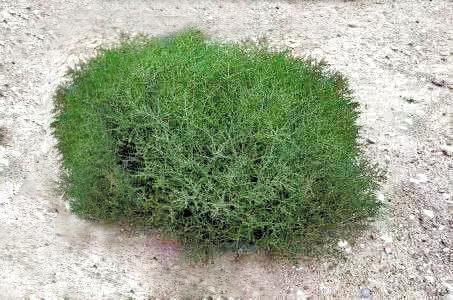 蓬灰是什么_蓬灰和食用碱区别-第3张图片-山城妙识