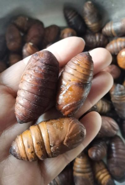 东北大蚕蛹是什么虫_东北大蚕蛹能吃吗-第2张图片-山城妙识