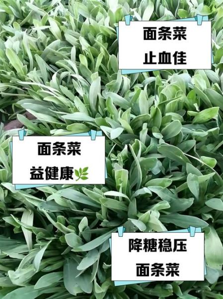 面条菜的功效与作用_面条菜图片长什么样-第1张图片-山城妙识