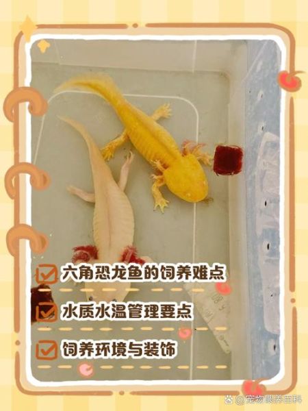 六角恐龙鱼怎么养_六角恐龙鱼寿命多长-第3张图片-山城妙识