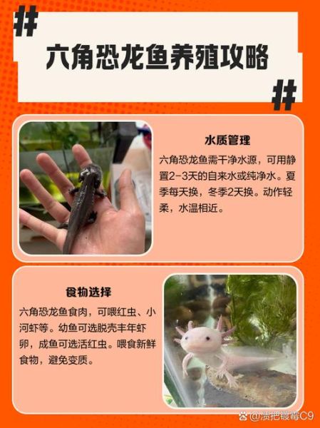 六角恐龙鱼怎么养_六角恐龙鱼寿命多长-第2张图片-山城妙识