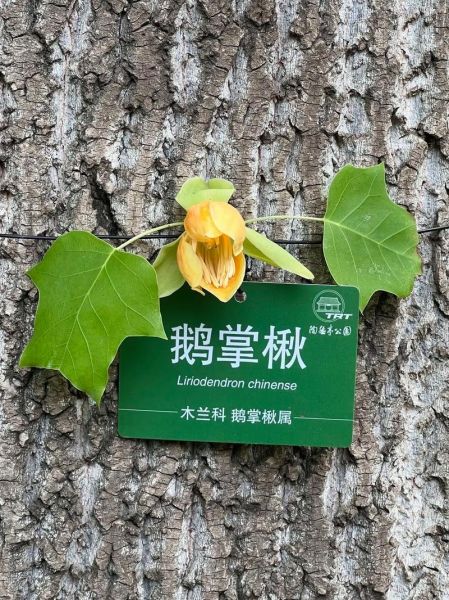 九层皮树有什么功效_九层皮树怎么种植-第1张图片-山城妙识